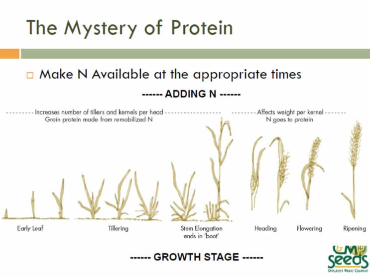 Protein in Wheat - C&M Seeds