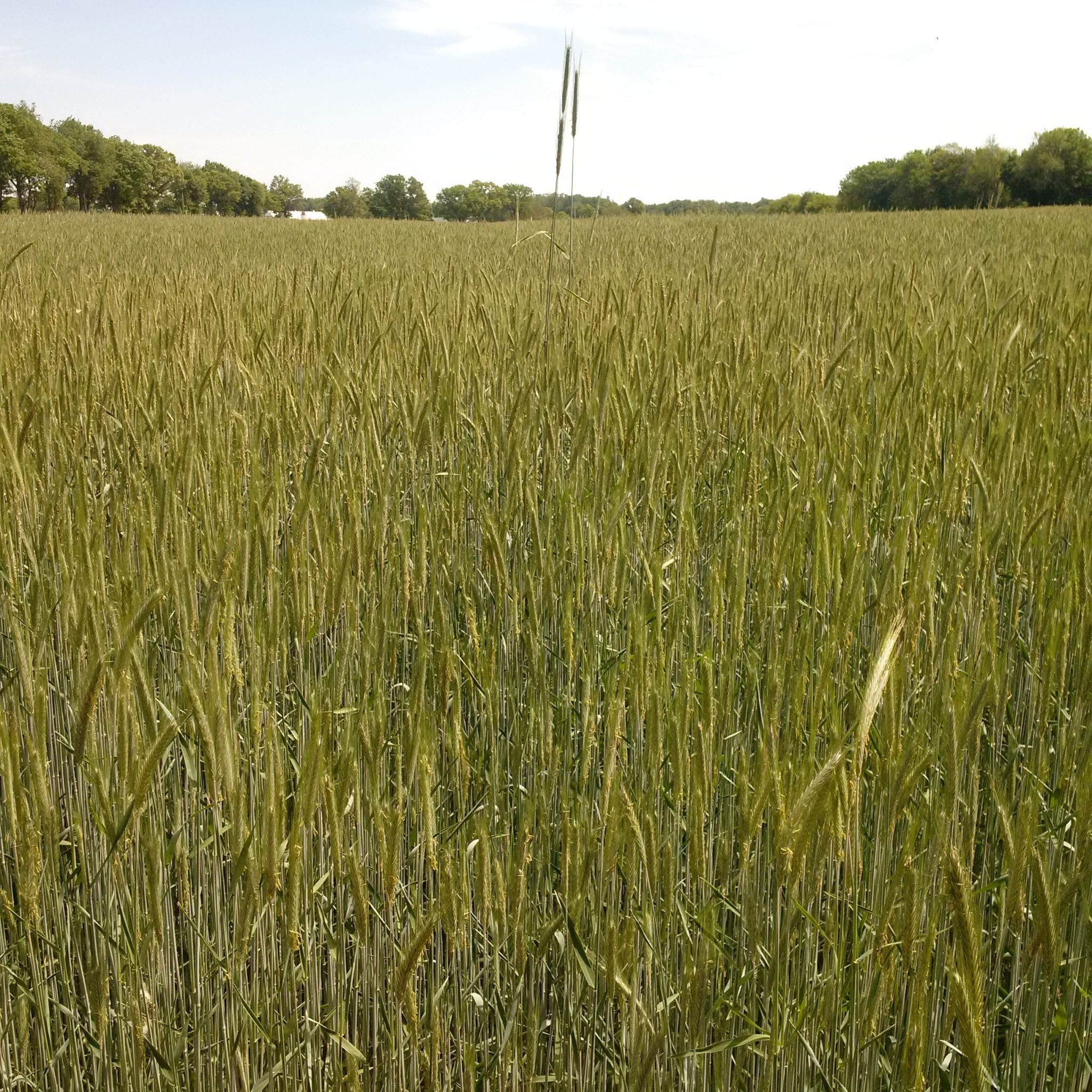 KWS Bono - Hybrid Rye - Best Wheat Ontario | C&M Seeds